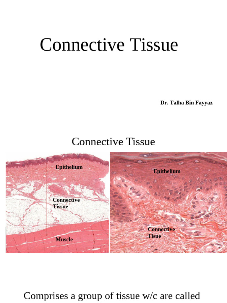 Understanding Connective Tissue Functions | PDF | Connective Tissue ...