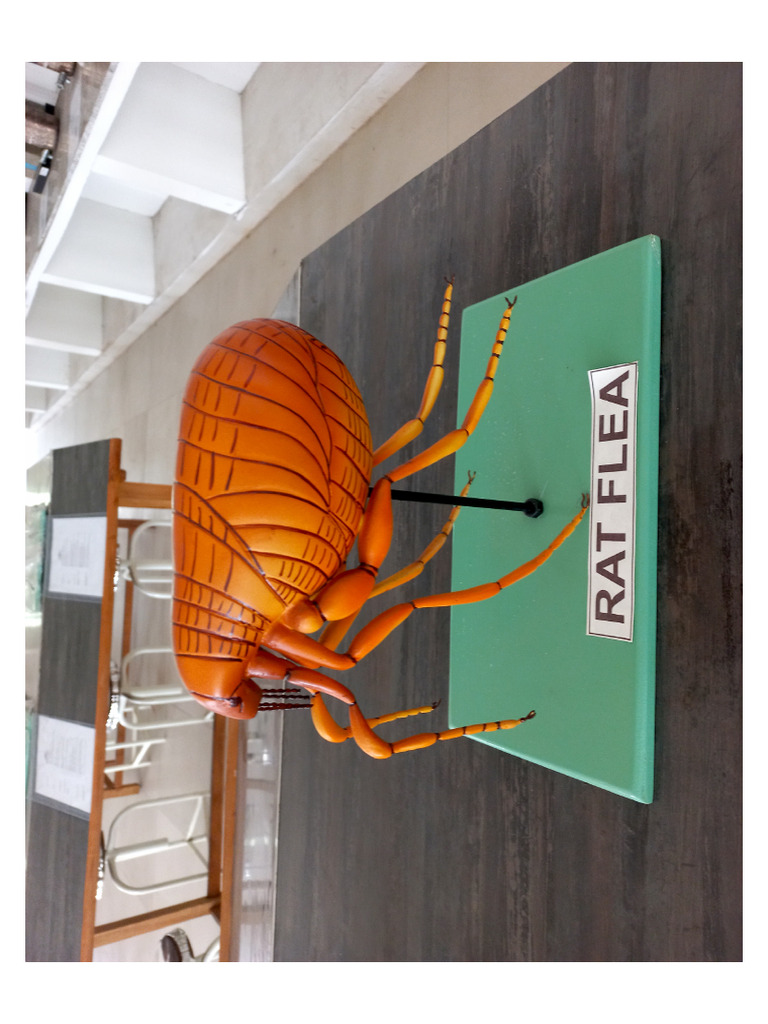 Entomology Models | PDF