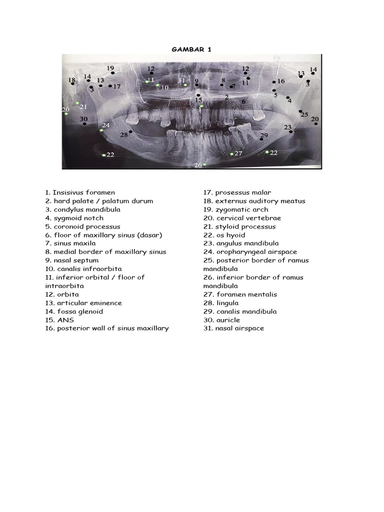 Anatomical Landmark | PDF | Human Head And Neck | Human Anatomy