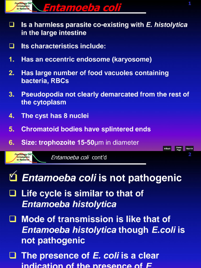 Entamoeba Coli | PDF