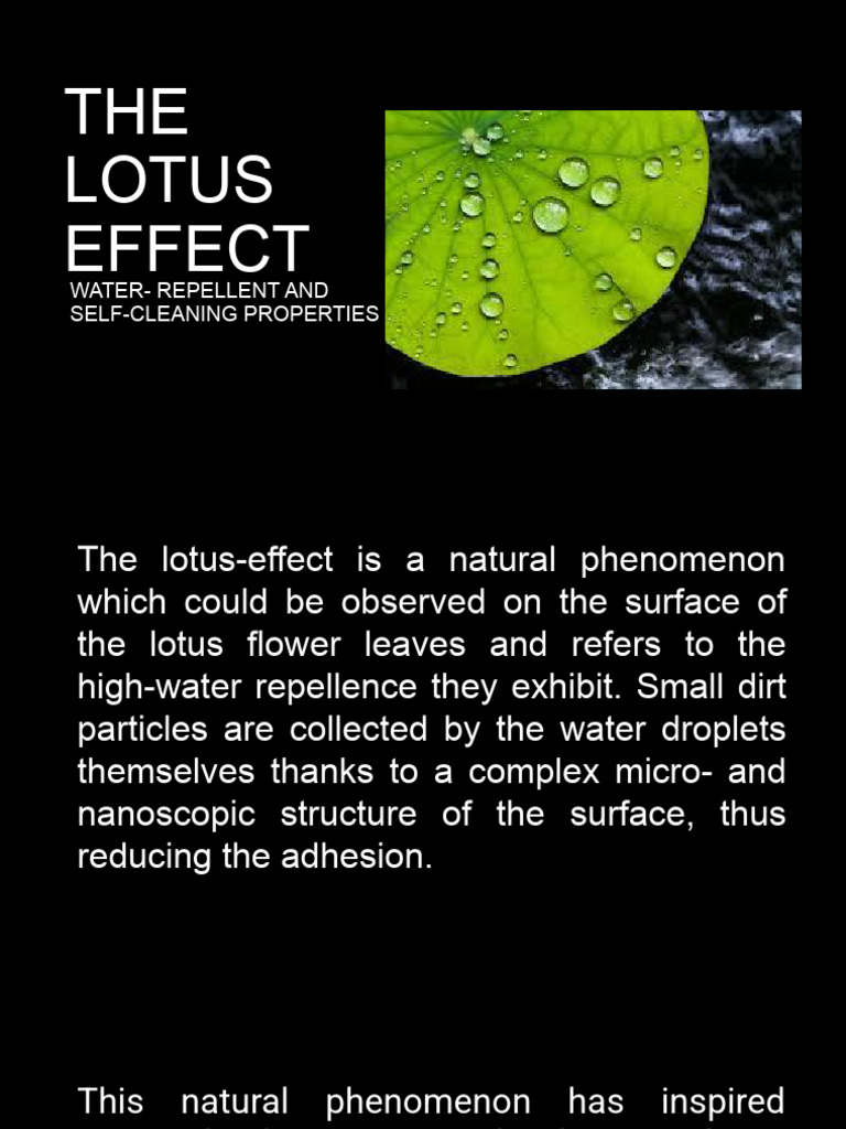 The Lotus Effect | PDF | Hydrophobe | Chemistry