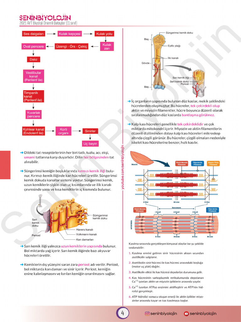 AYT MEB Önemli Detaylar 2 | PDF