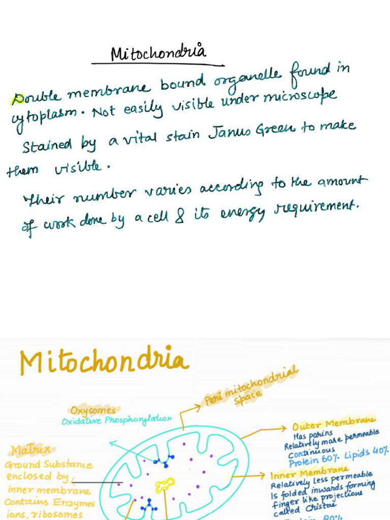 Mitochondria | PDF