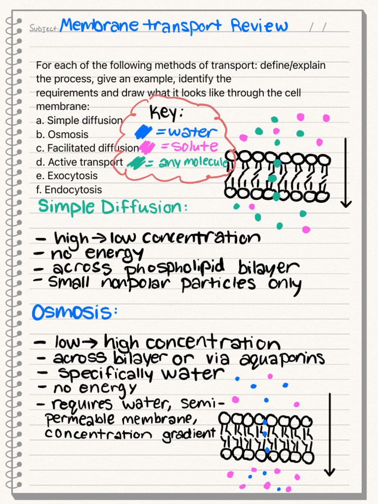 Membrane Transport Review With Pictures | PDF | Cell Membrane | Osmosis
