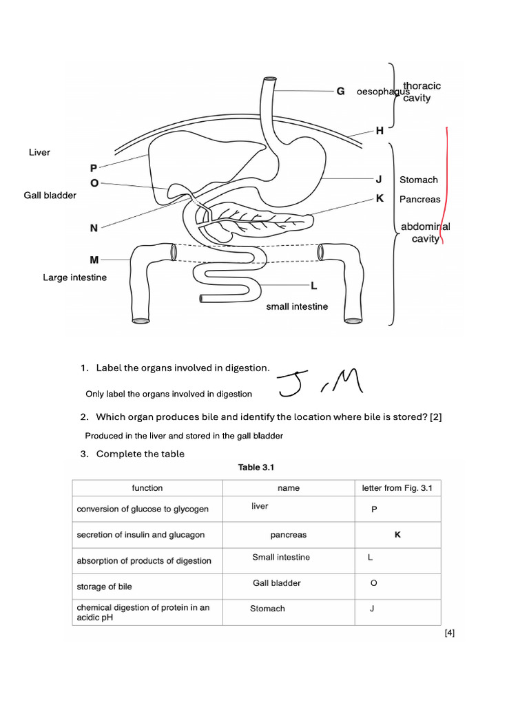 MS Chapter 7 Revision Worksheet | PDF