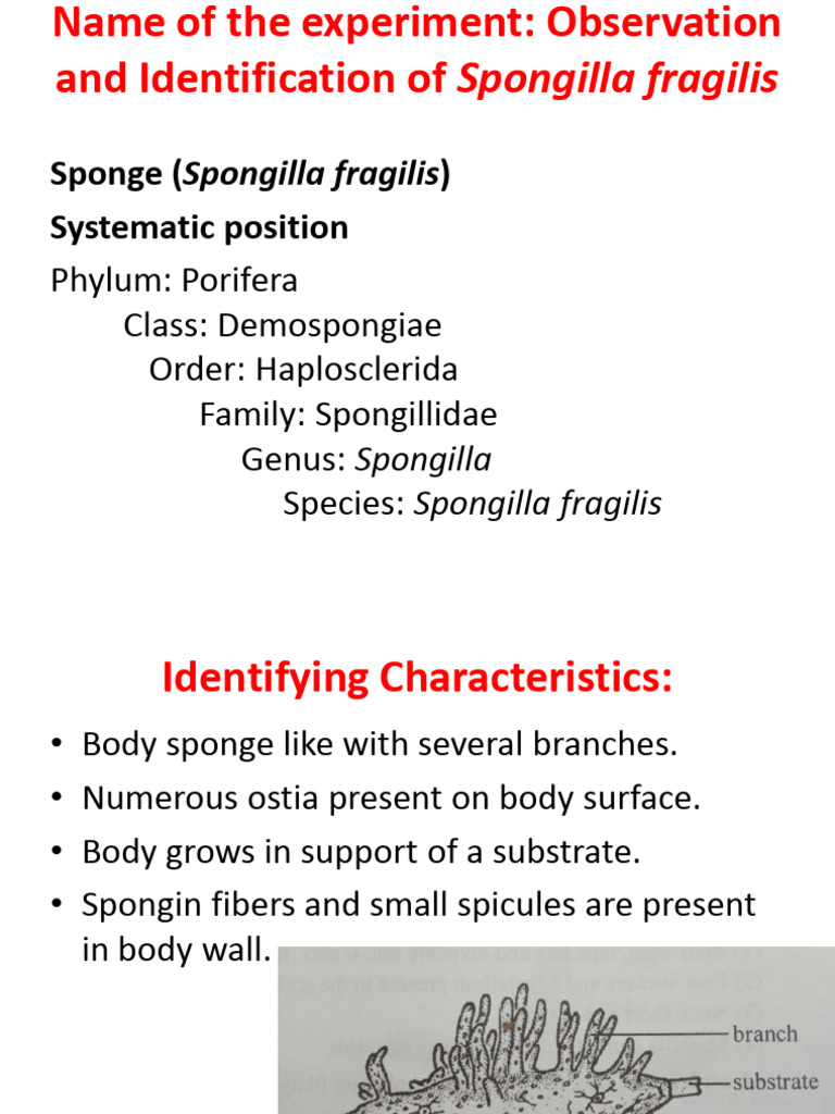 Biology 2nd Paper Practical Sheet (2) - Compressed | PDF | Liver | Stomach