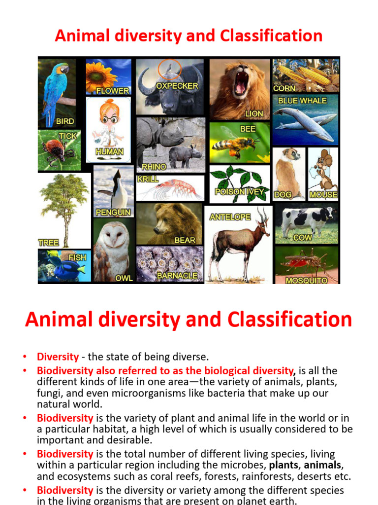 Animal Diversity and Classification Overview | PDF | Biodiversity ...