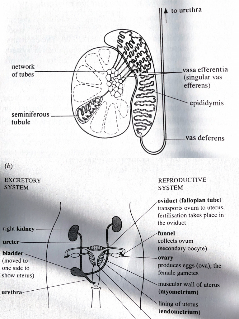 Female Reproductive System | PDF