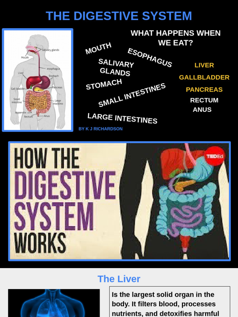 Student-The Digestive System - Part 2 | PDF