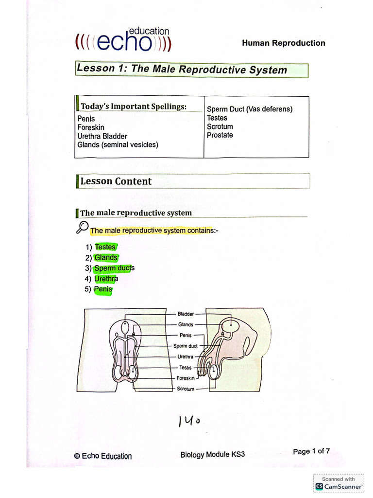 Human reproduction ks3 biology imp things | PDF