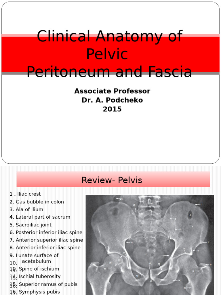 Clinical Anatomy of Pelvic Peritoneum & Fascia | PDF | Pelvis | Peritoneum