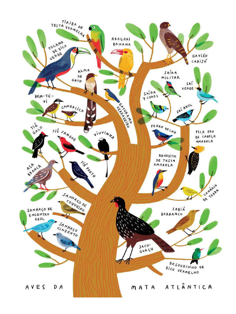 Aves Poster | PDF