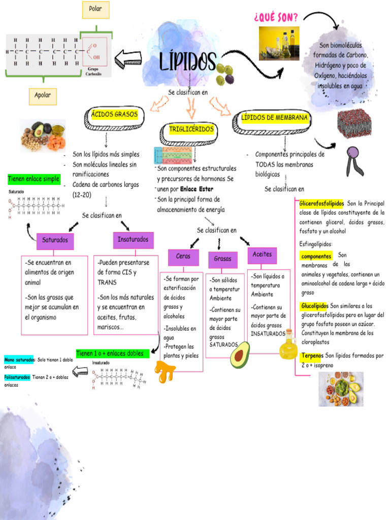 Mapa Mental Lipidos | PDF | Lípido | Productos naturales