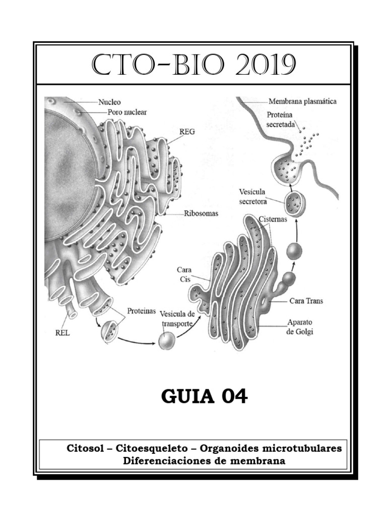 Guia 4 - Citosol y Citoesqueleto - Organoides Microtubulares | PDF | Mitosis | Actina