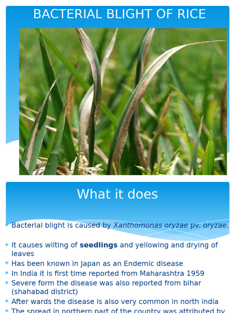 Bacterial Blight of Rice | PDF | Plants | Botany
