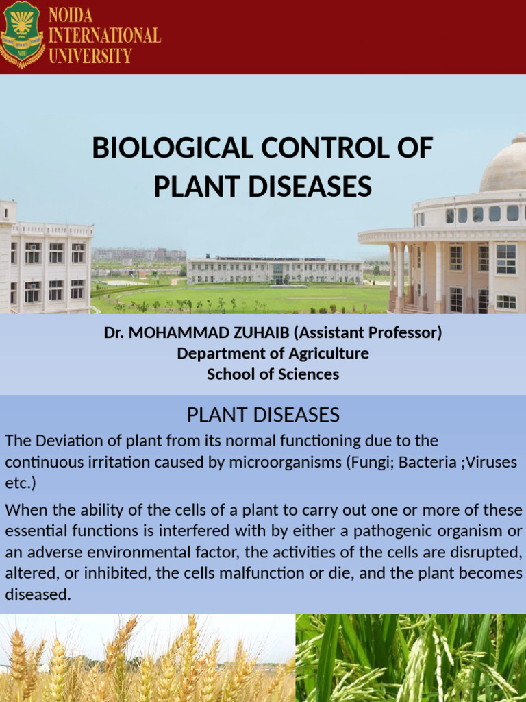 Biological Control of Plant Diseases | PDF | Fungus | Organisms