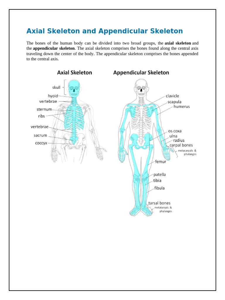 Axial Skeleton and Appendicular Skeleton | PDF | Skeleton | Skull