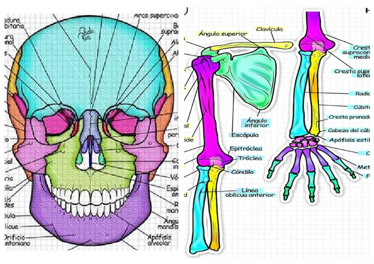 Esqueleto Humano 2 | PDF
