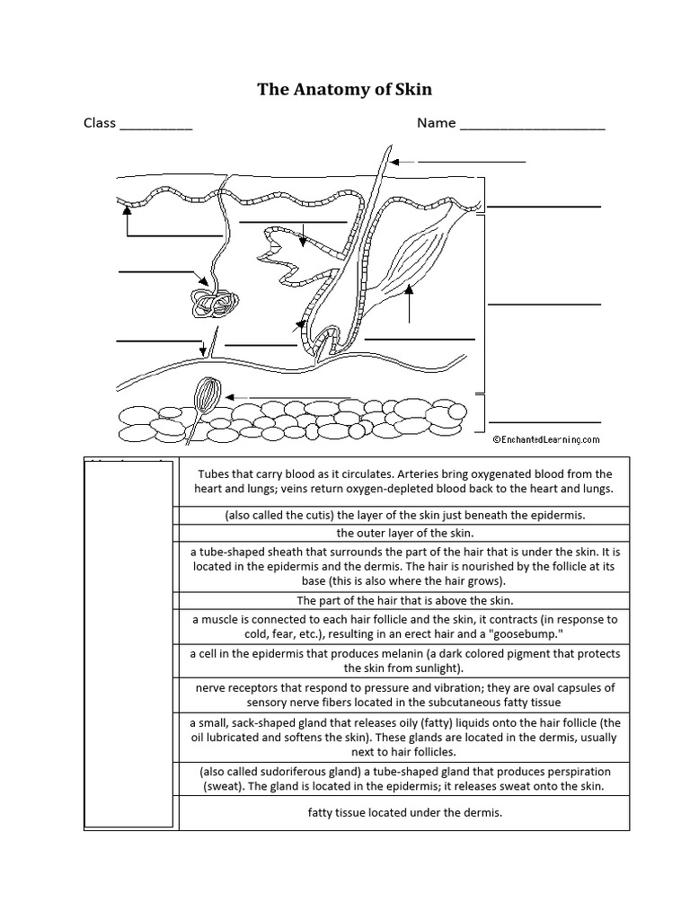 The Anatomy of Skin To Label Plus Definitions PDF | PDF