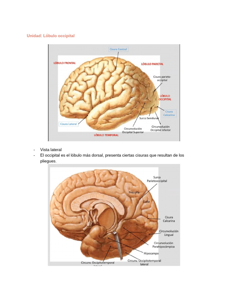 Lobulo Occipital | PDF | Percepción visual | Lóbulo occipital