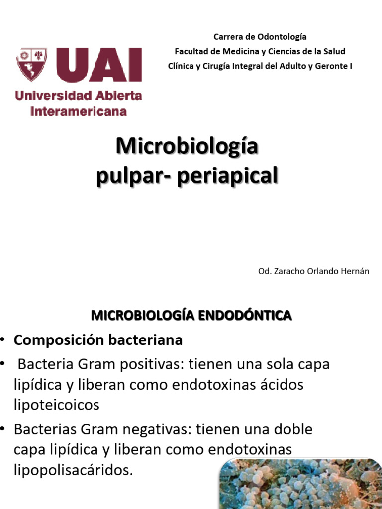 Microbiologia Pulpar UAI 2025 | PDF | Las bacterias | Bacterias Gram Positivas