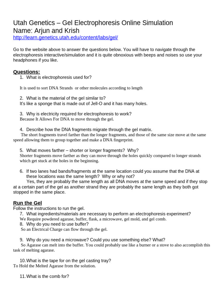 Utah Genetics Electrophoresis Webquest | PDF | Gel Electrophoresis ...