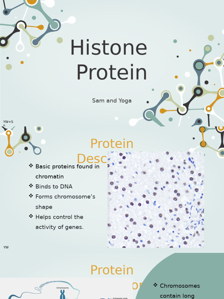 Histone Protien Project | PDF | Histone | Dna