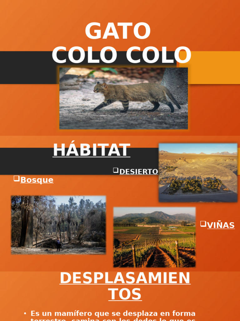 Gato Colo Colo | PDF
