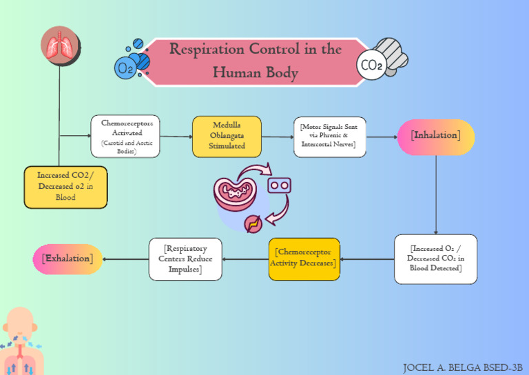 Flowchart Respiration | PDF