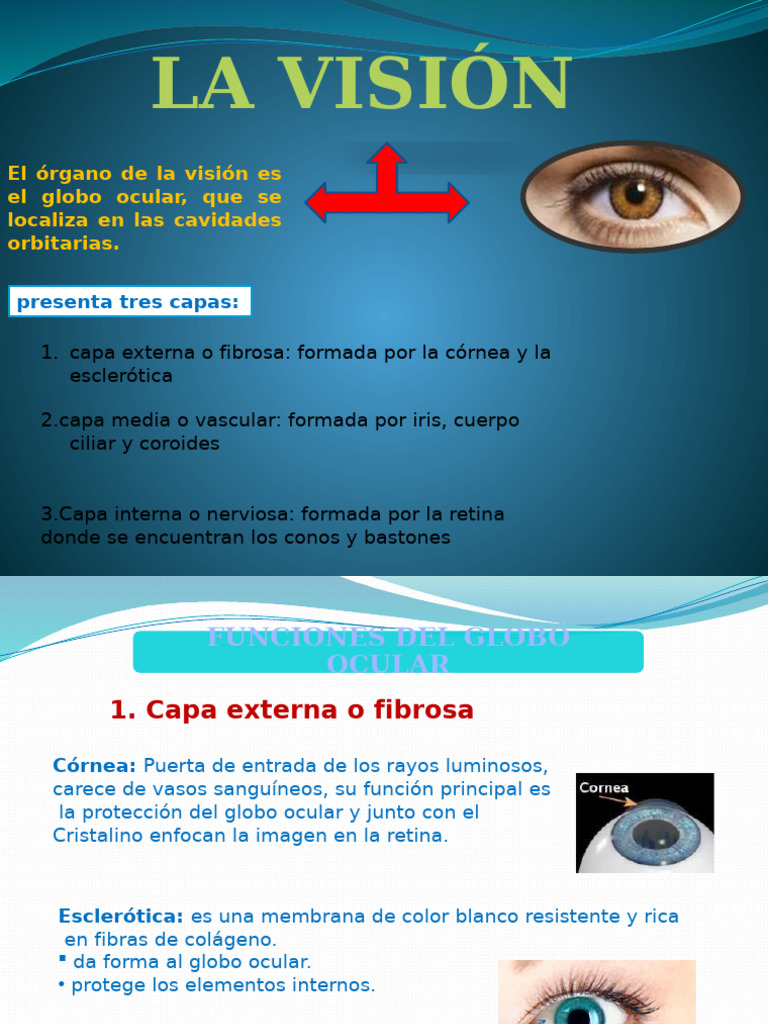Sentido de La Vision | PDF