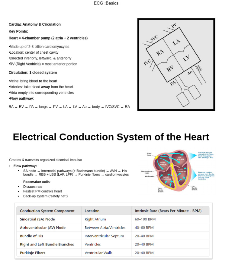 ECG Basics: Heart Anatomy & Circulation | PDF