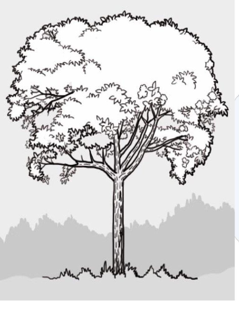 Dibujo del árbol de la quina | PDF