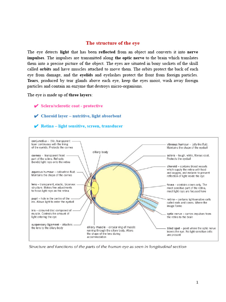 Structure and Function of the Eye | PDF | Eye | Electromagnetic Radiation