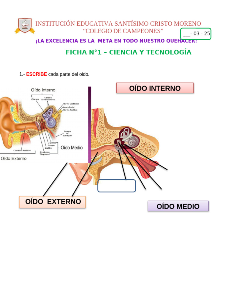 Sentido de La Audicion - Ciencia y Tecnologuia | PDF