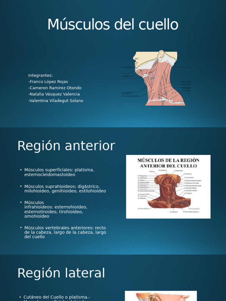 Músculos Anteriores y Laterales del Cuello | PDF