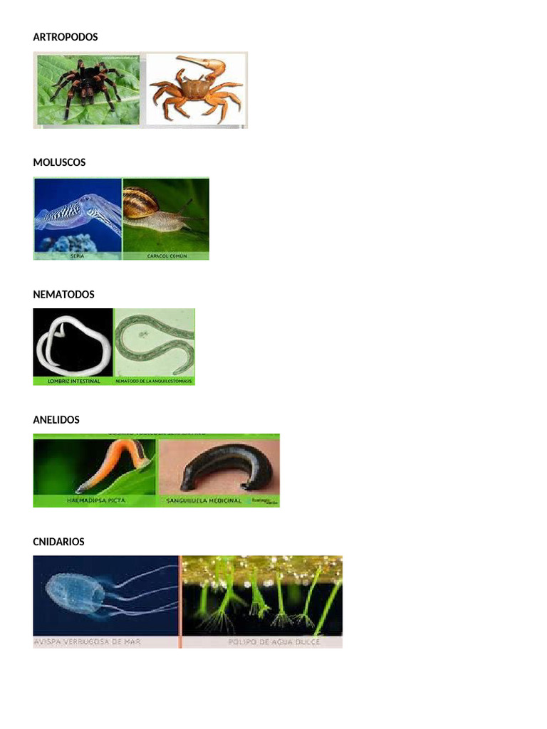 Clasificacion de Los Invertebrados | PDF