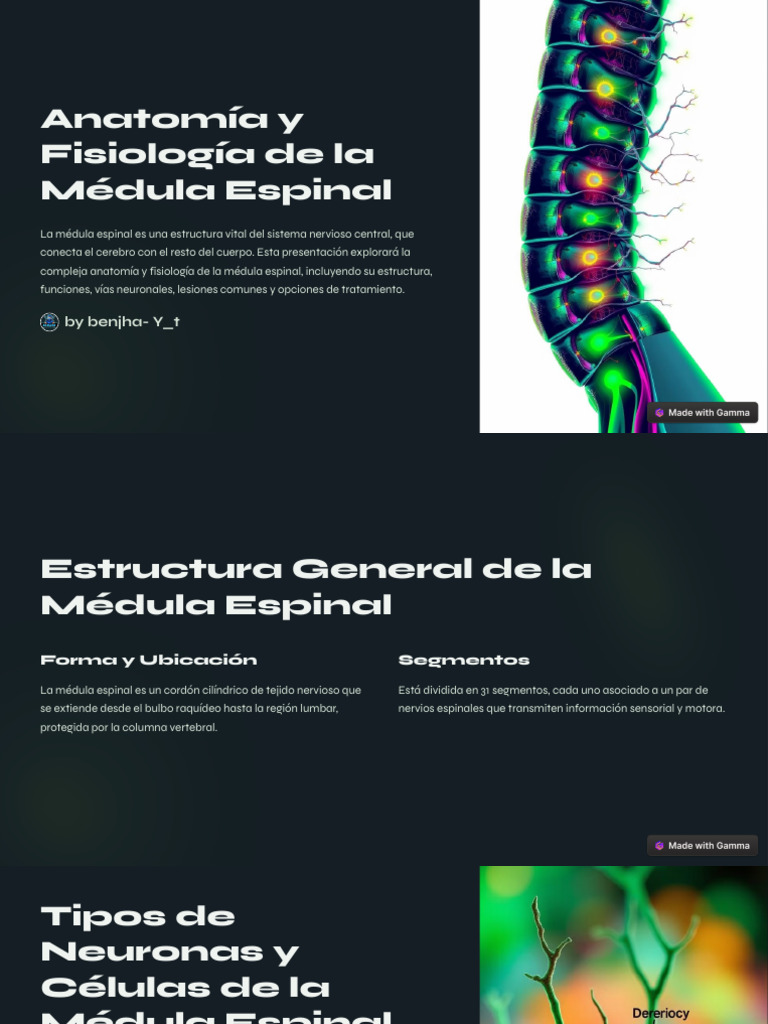 Anatomía y Funciones de la Médula Espinal | PDF | Médula espinal | Nervio