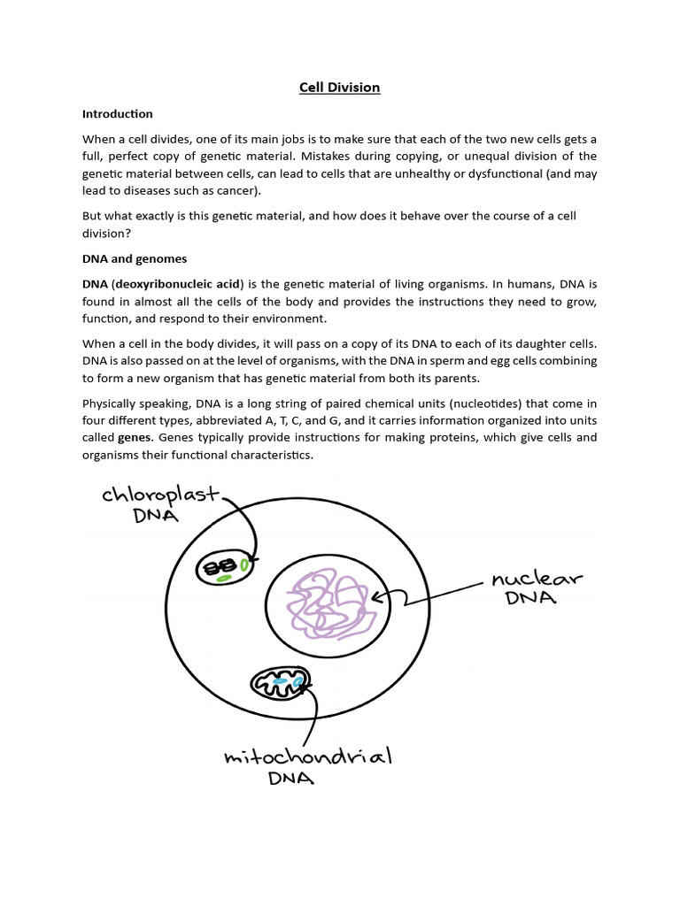 The Cell Cycle and Mitosis | PDF | Mitosis | Chromosome