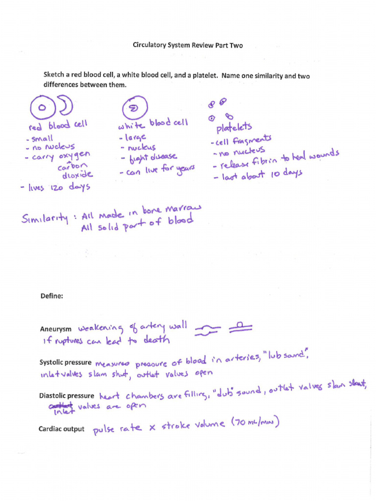 Circulatory System Review Part Two Answers 2 | PDF