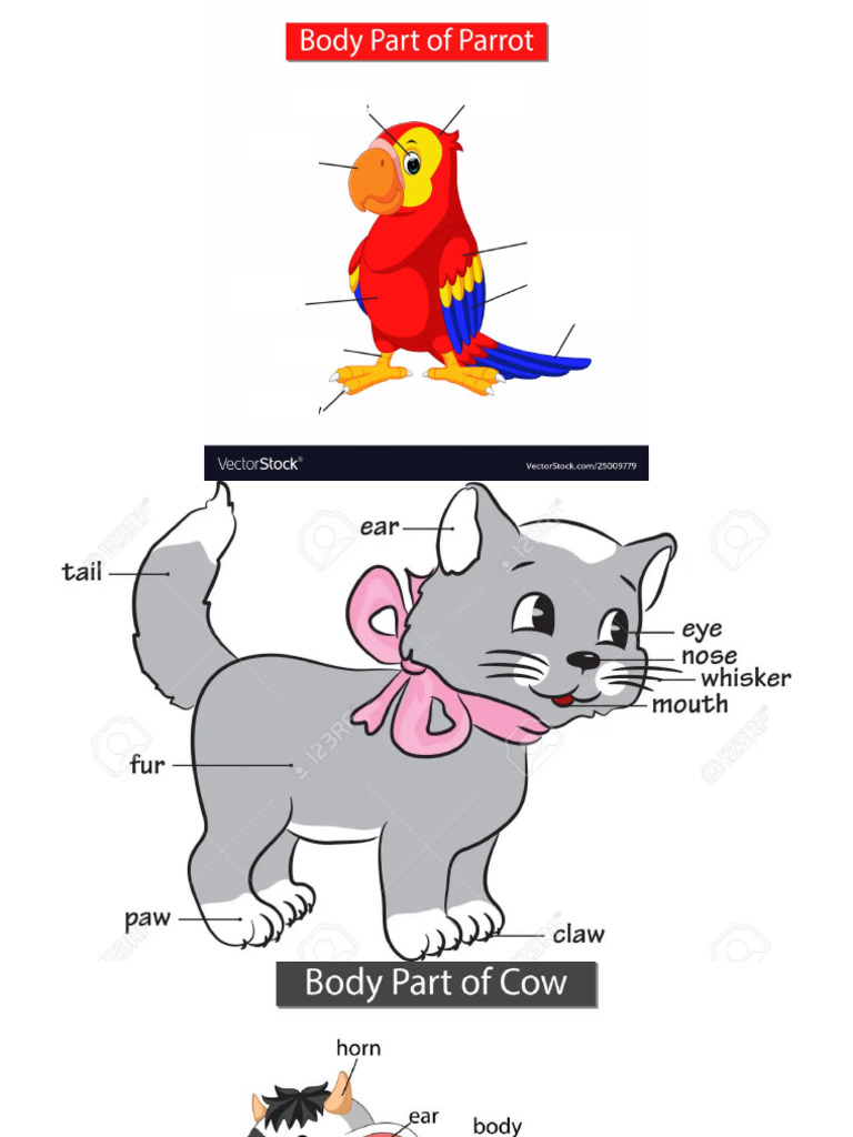 Body Parts of Animals | PDF