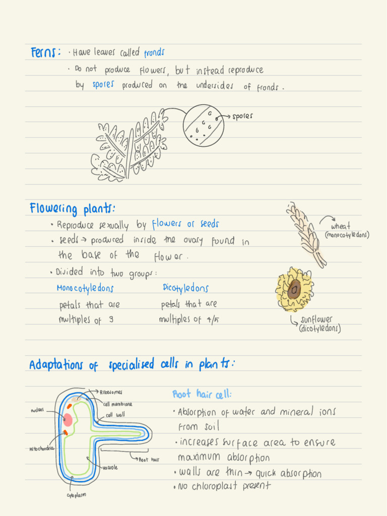 Biology Plants Notebook | PDF | Stoma | Flowers