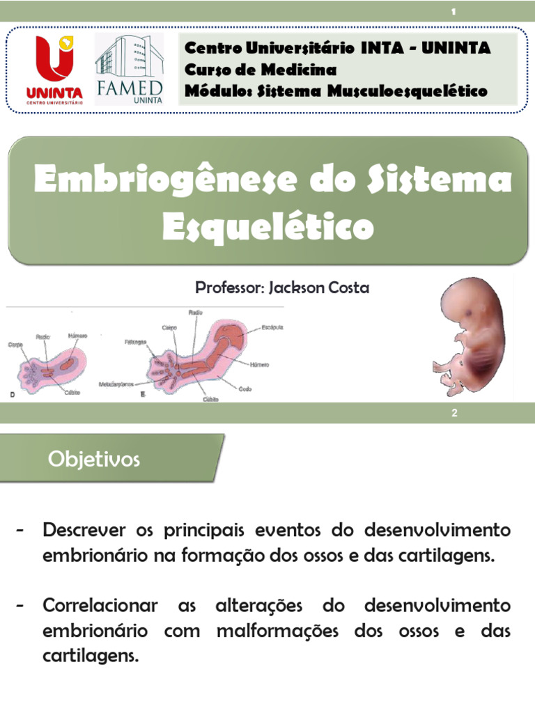 Embriogênese do Sistema Esquelético | PDF | Osso | Crânio