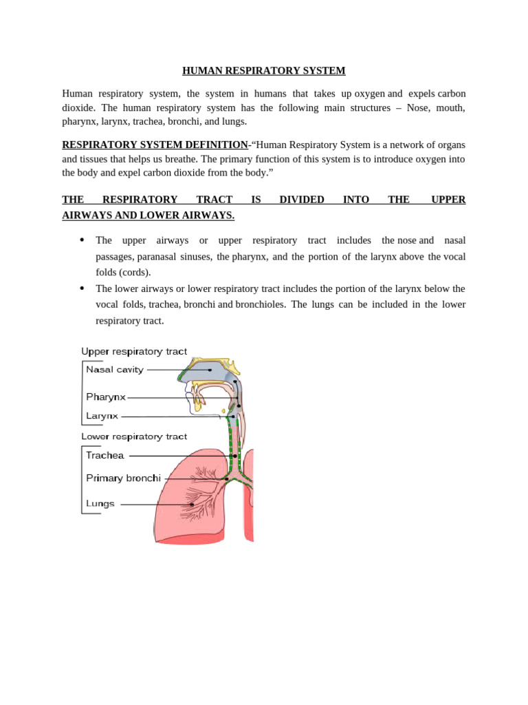Human Respiratory System | PDF | Respiratory Tract | Human Nose