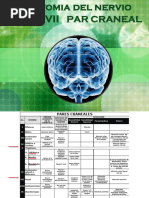 Cuadro Comparativo de Los 12 Pares Craneales | PDF | Sistema nervioso | Neurociencia