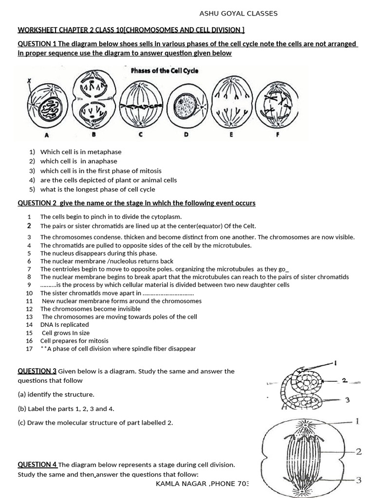 Worksheet Class Chapter 2 (CELL DIVISION) | PDF | Mitosis | Chromosome