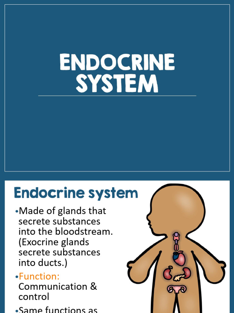 Lecture 2 - Endocrine System | PDF | Endocrine System | Hormone