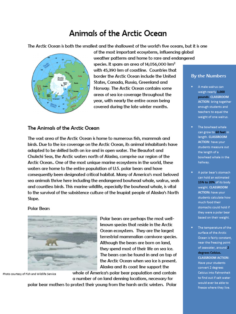 Arctic Ocean Animal Ecosystem | PDF | Pinniped | Whales