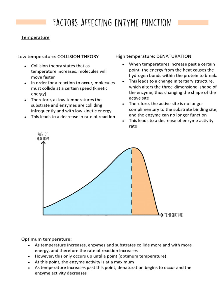 M3L3 - Factors Affecting Enzyme Function | PDF | Enzyme | Active Site
