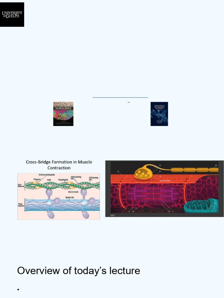 Lecture 8 - Motor Units II | PDF | Muscle Contraction | Skeletal Muscle
