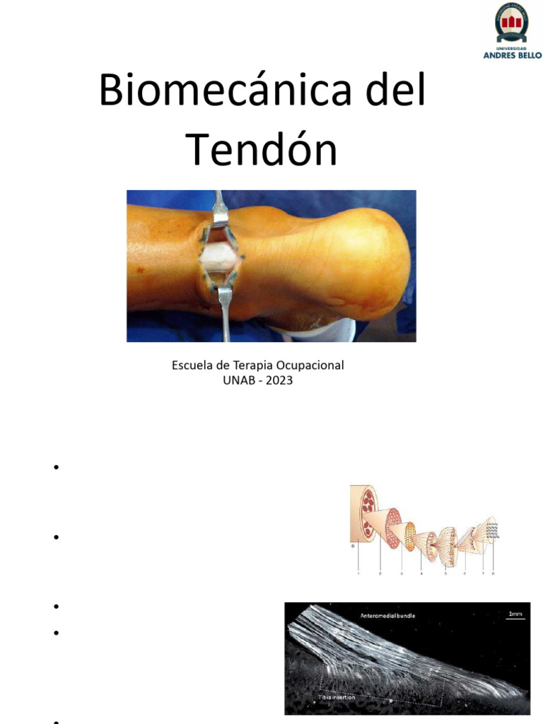 Biomecánica Del Tendón | PDF | Tendón | Músculo